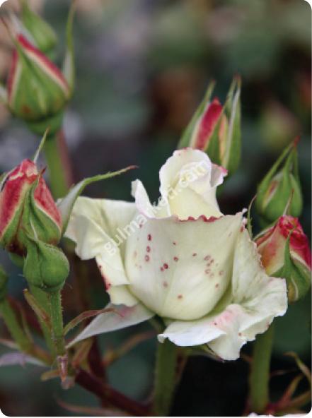 Nostalji Gülleri :: Zelal