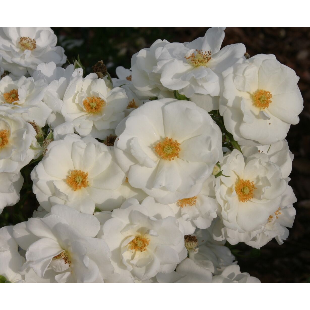 Peyzaj Gülleri :: INNOCENCIA