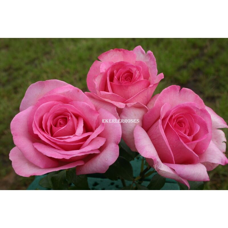 Baston Güller :: 90 cm'lik Baston Güller :: Sweet Parole Baston Gül 90 cm